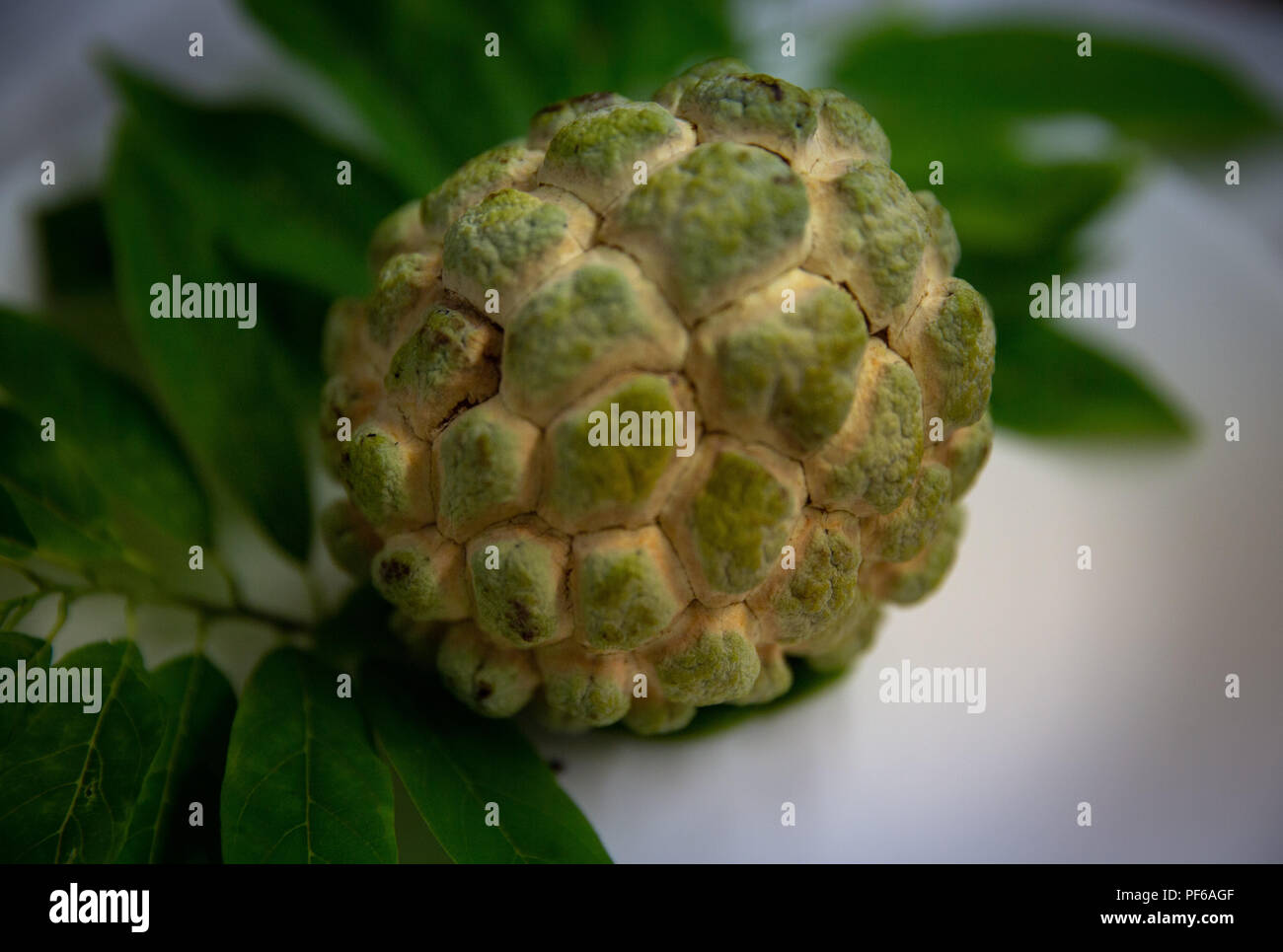 Custard Apple on a Plate, ripe ready to eat Stock Photo - Alamy