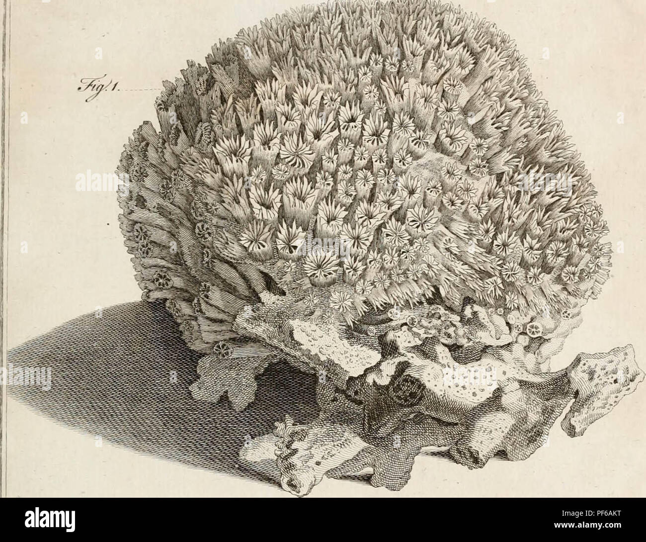 "The natural history of many curious and uncommon zoophytes : collected ...