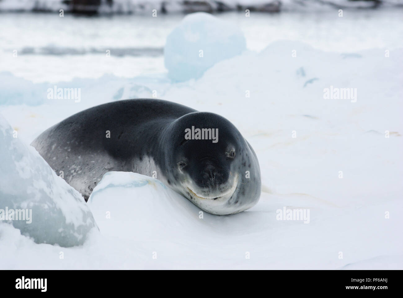 sea leopard that lies on an ice floe, laying its head on the edge in ...
