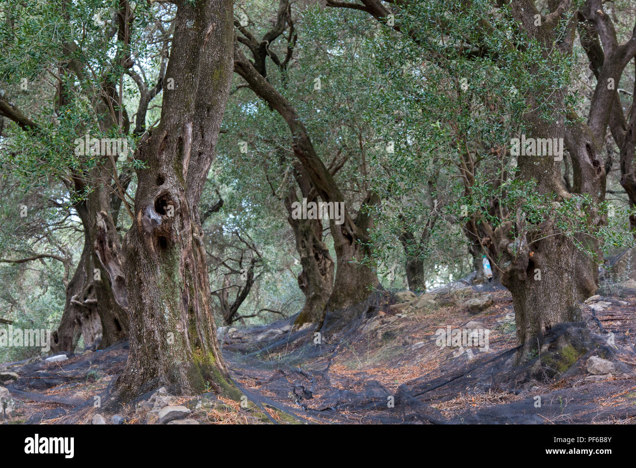 Olive Trees Greece High Resolution Stock Photography and Images - Alamy