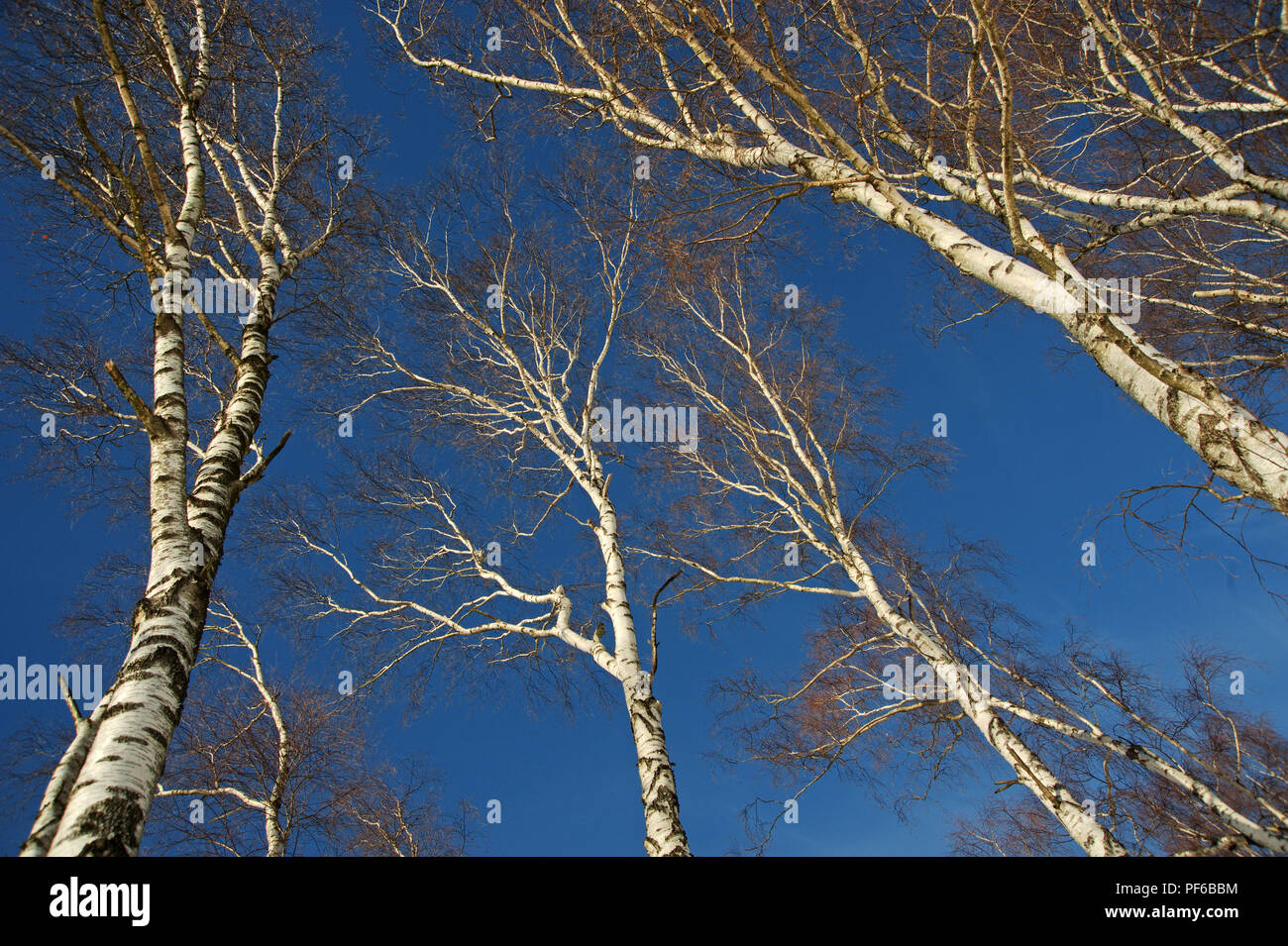 Birch trees in winter hi-res stock photography and images - Alamy
