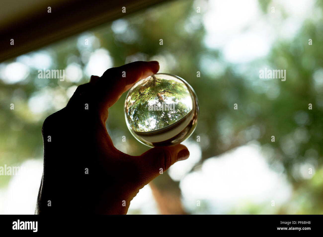 The concept of conservation of greenery, trees and nature. Reflection ...