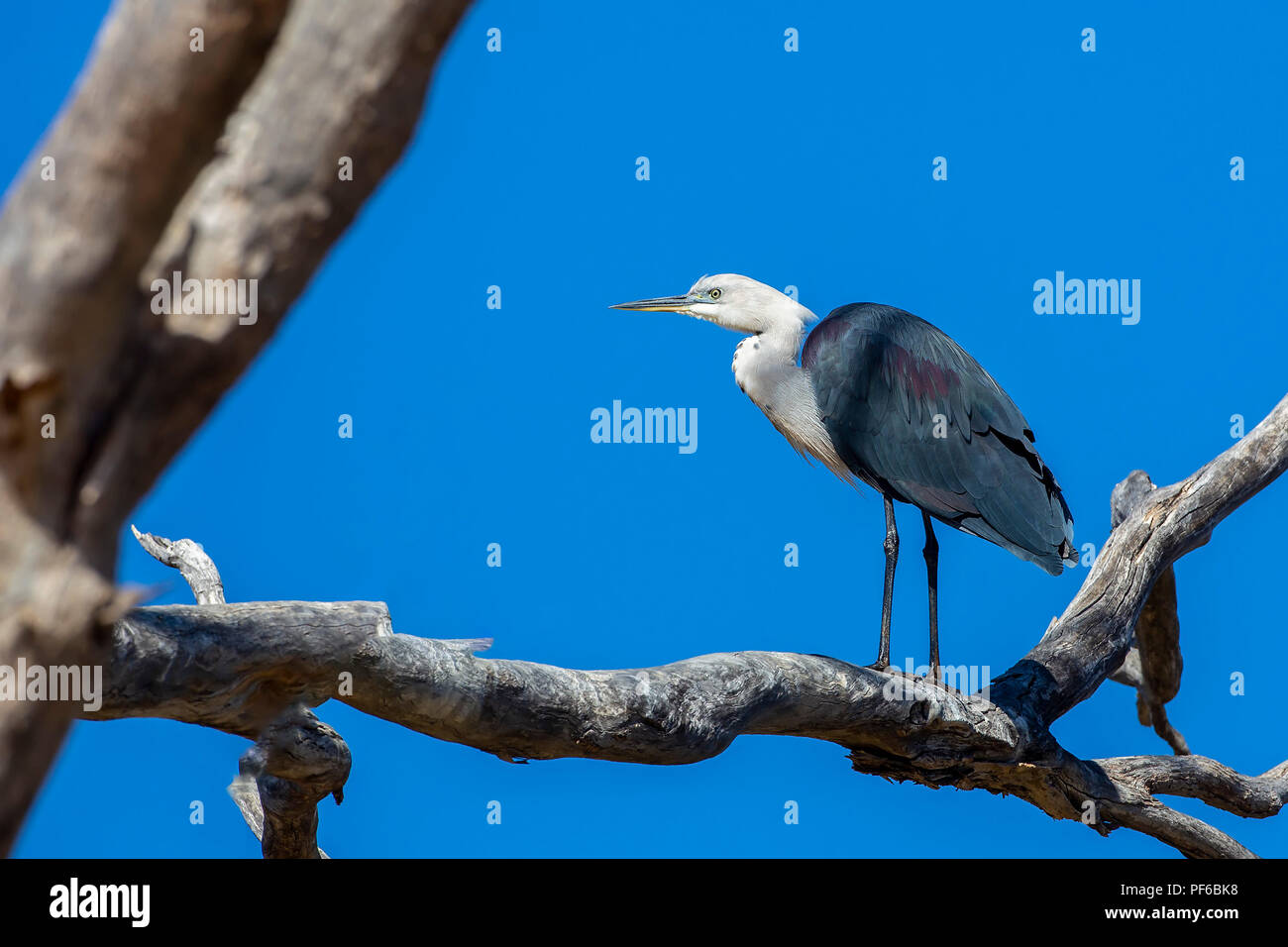 White-necked Heron (Ardea pacifica Stock Photo - Alamy