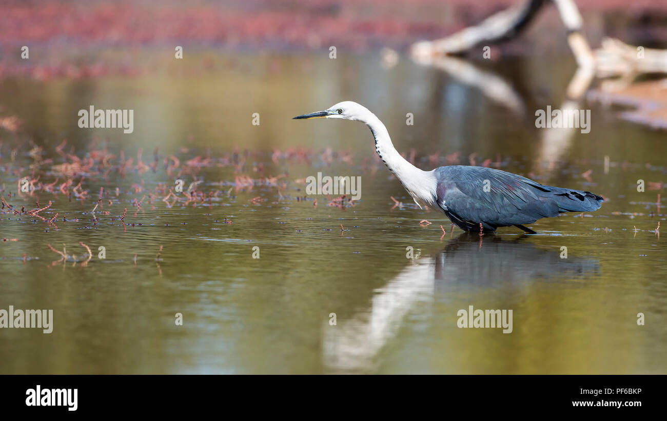 White-necked Heron (Ardea pacifica Stock Photo - Alamy