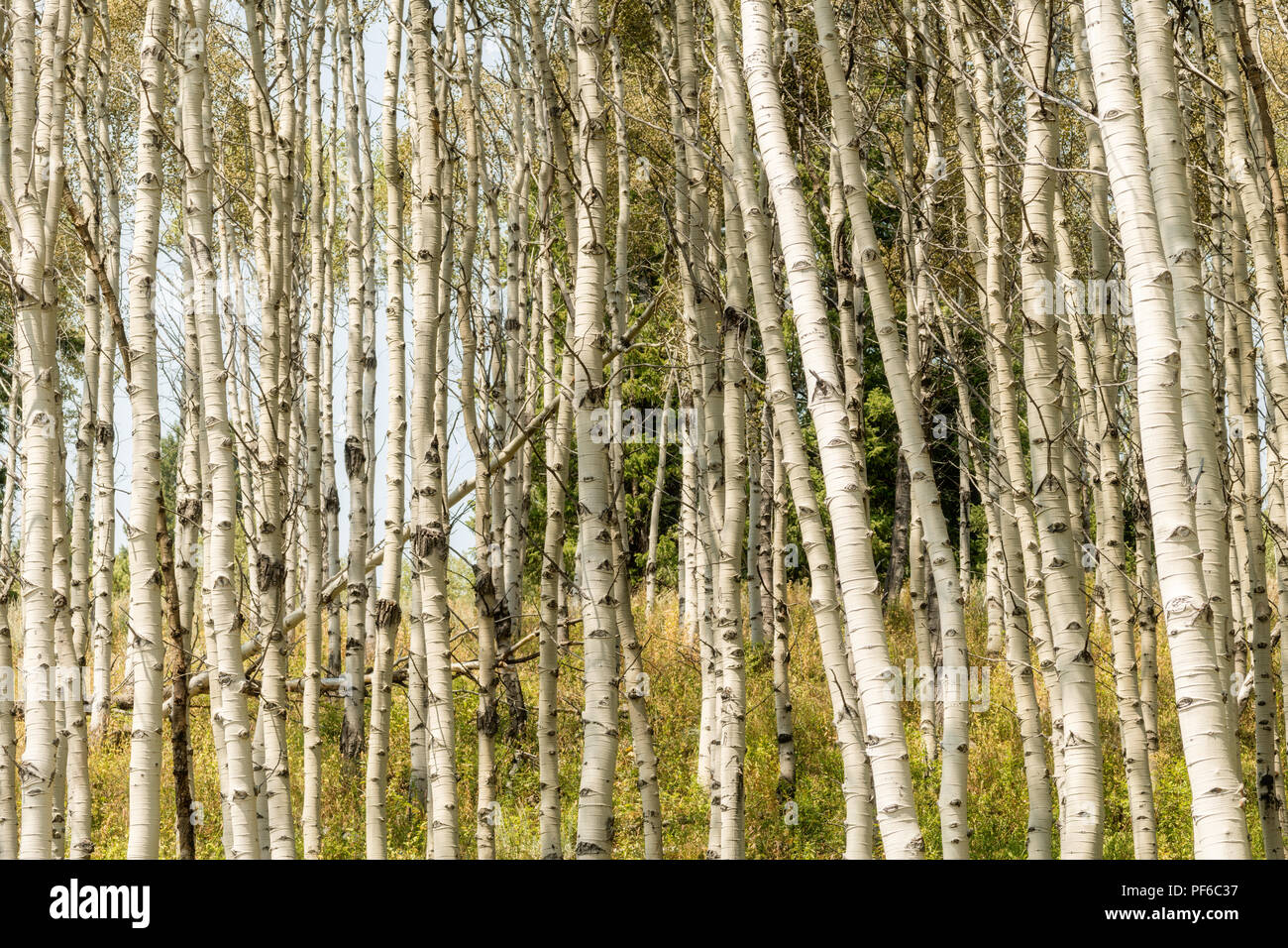 Forest of pale white Aspen trees in the Idaho wilderness Stock Photo ...