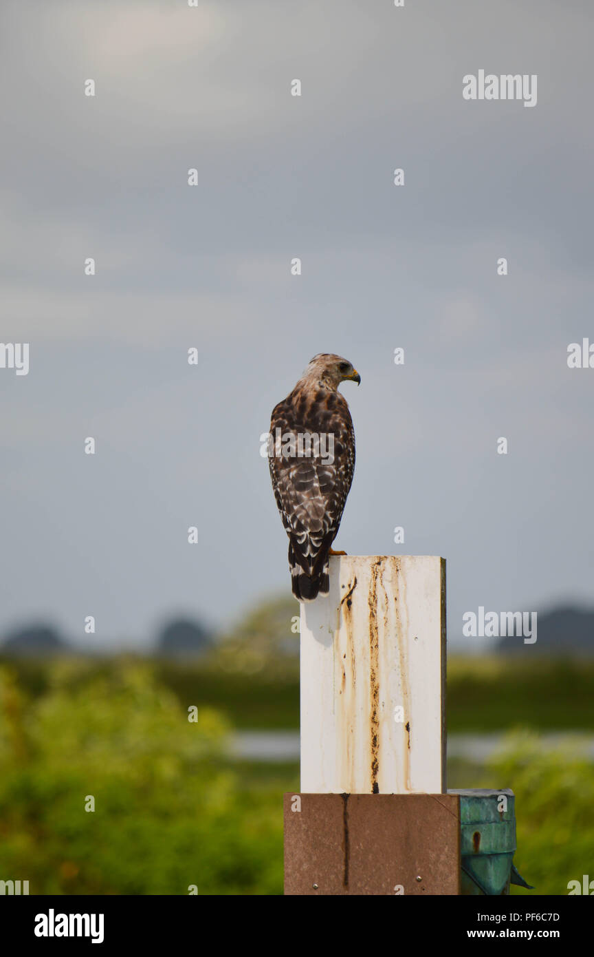 Staff gauge hi-res stock photography and images - Alamy