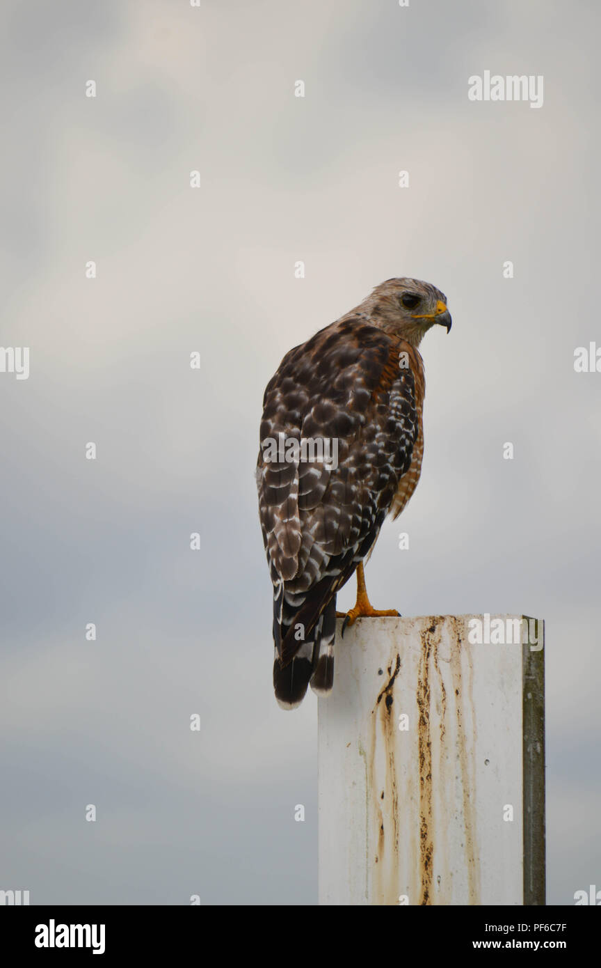 Red Shouldered Hawk Sits On Staff Gauge Looking At Camera, Watching ...