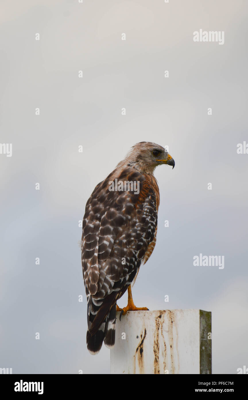 Staff gauge hi-res stock photography and images - Alamy