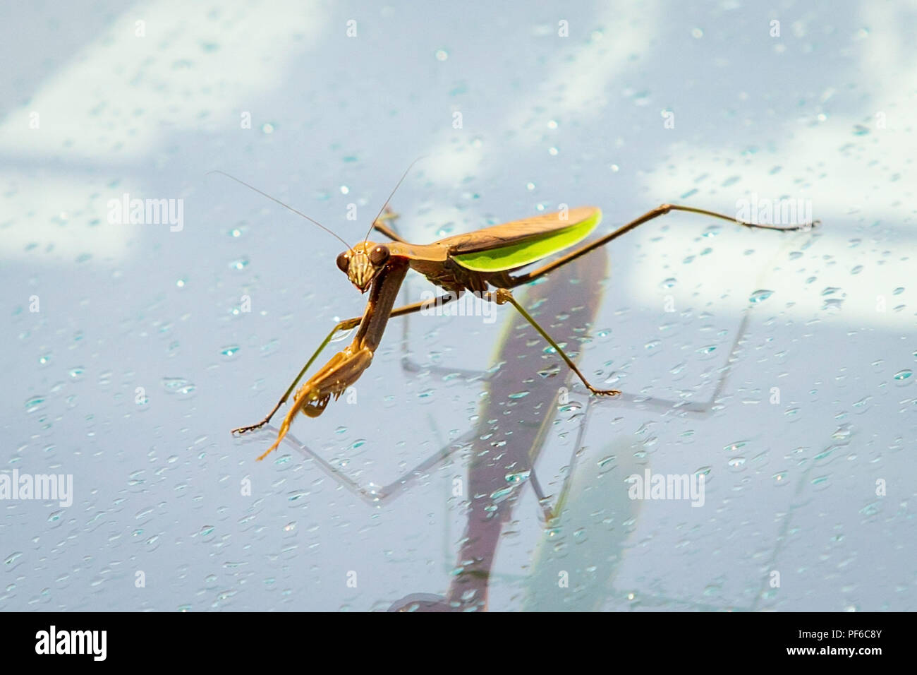 Cute smiling mantis praying in the summer day rain Stock Photo - Alamy