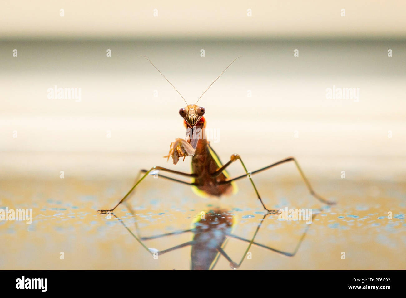 Cute smiling mantis praying in the summer day rain Stock Photo - Alamy