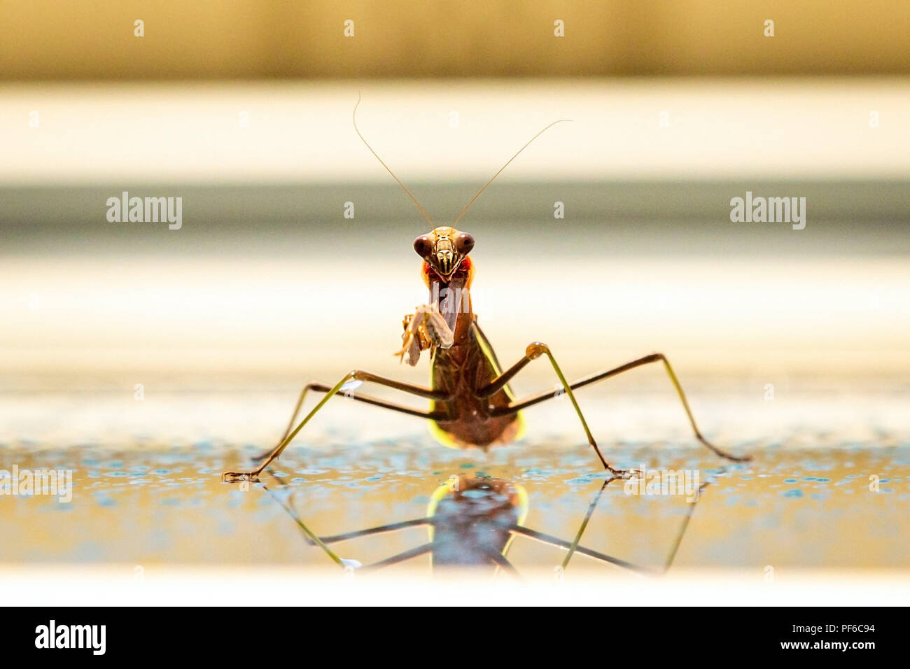 Cute smiling mantis praying in the summer day rain Stock Photo - Alamy