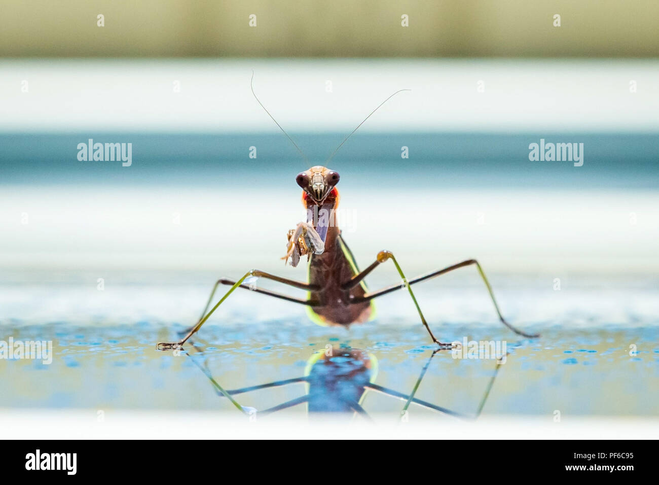 Cute smiling mantis praying in the summer day rain Stock Photo - Alamy