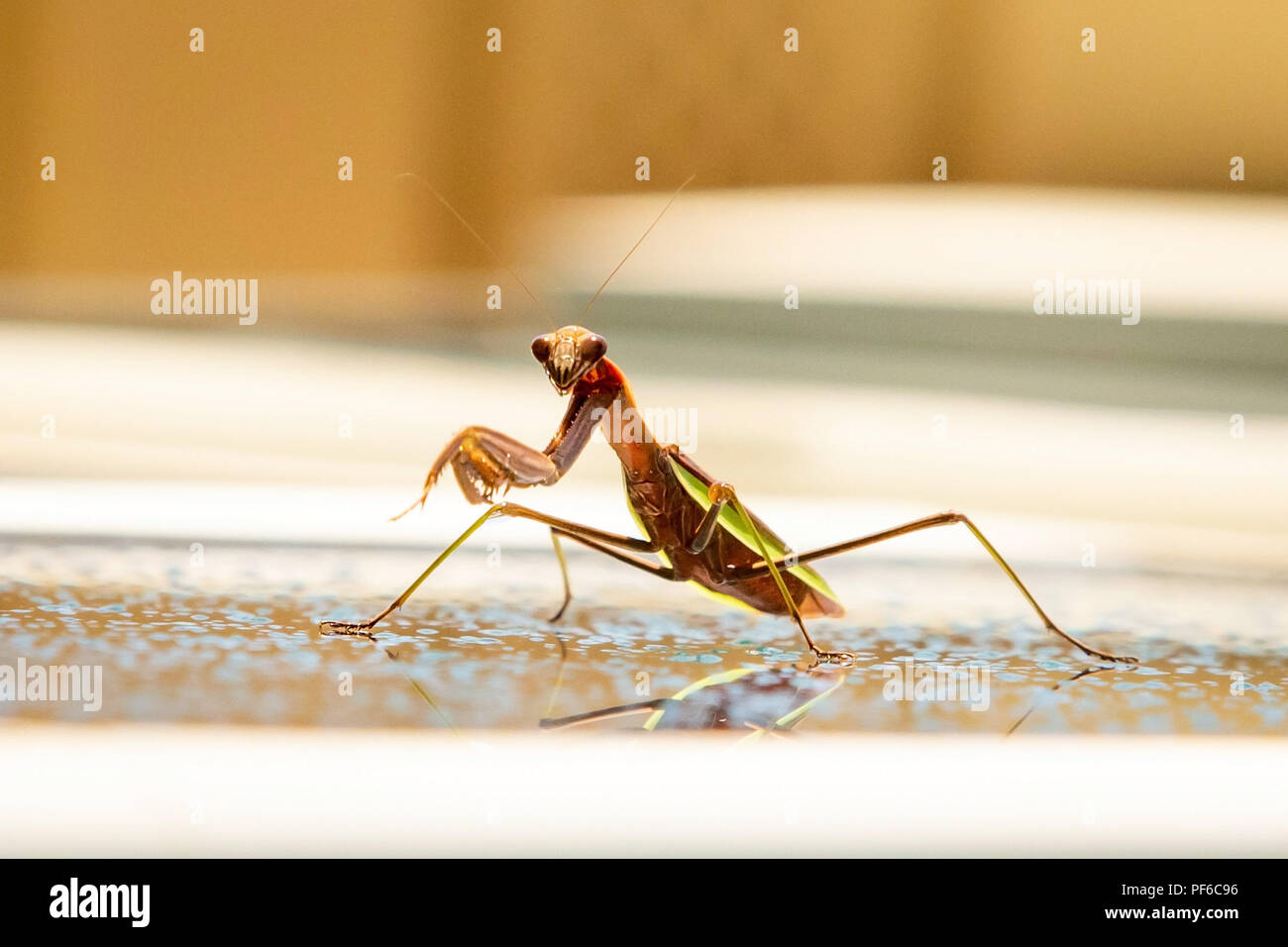 Cute smiling mantis praying in the summer day rain Stock Photo - Alamy