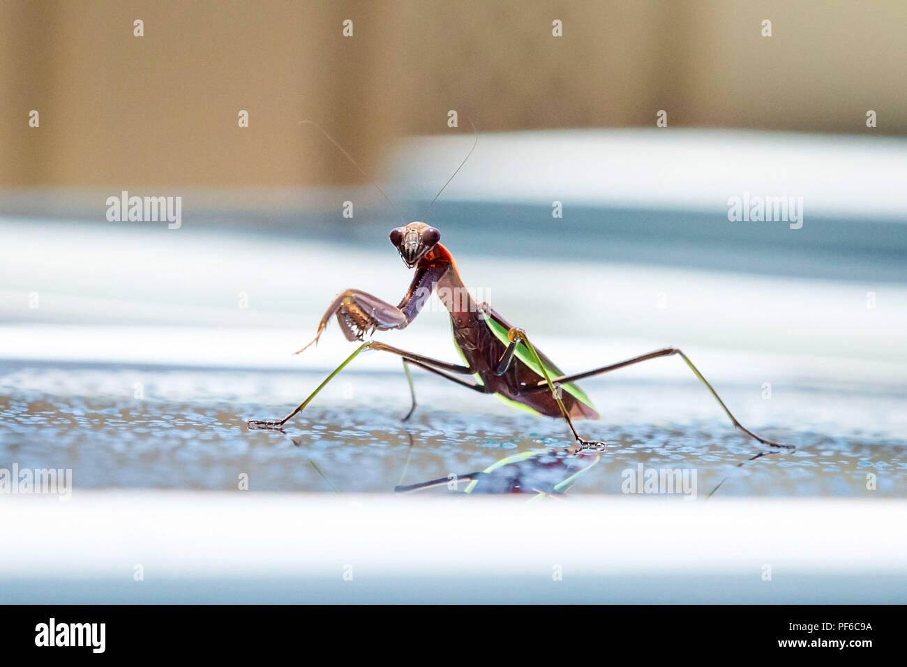 Cute smiling mantis praying in the summer day rain Stock Photo - Alamy