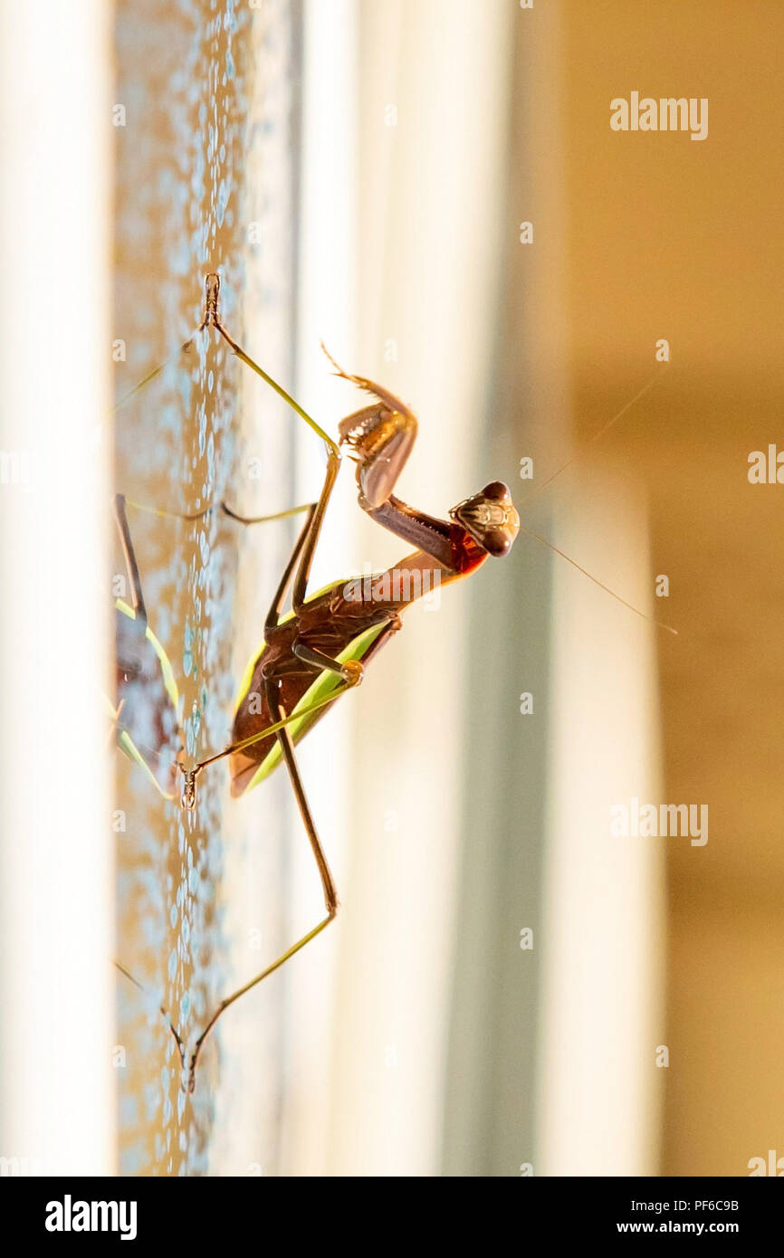 Cute smiling mantis praying in the summer day rain Stock Photo - Alamy