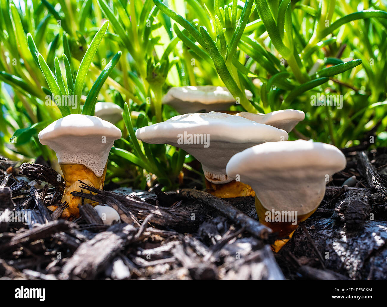 Garden fungus hi-res stock photography and images - Alamy