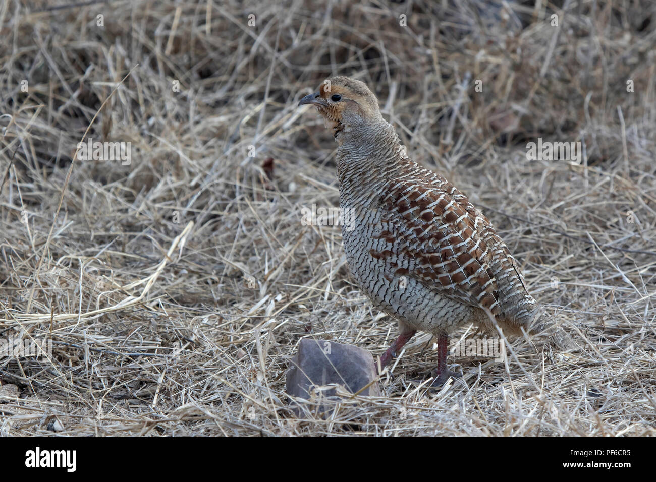 Grey francolin francolinus pondicerianus hi-res stock photography and ... Grey francolin francolinus pondicerianus hi-res stock photography and ...