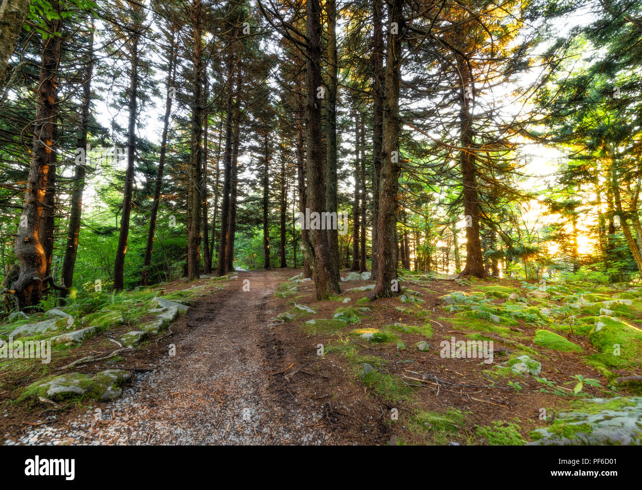High elevation plant hi-res stock photography and images - Alamy