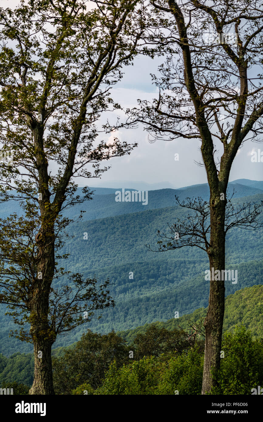 Tree with mountains beyond in the Shenandoah National Forest viewed ...