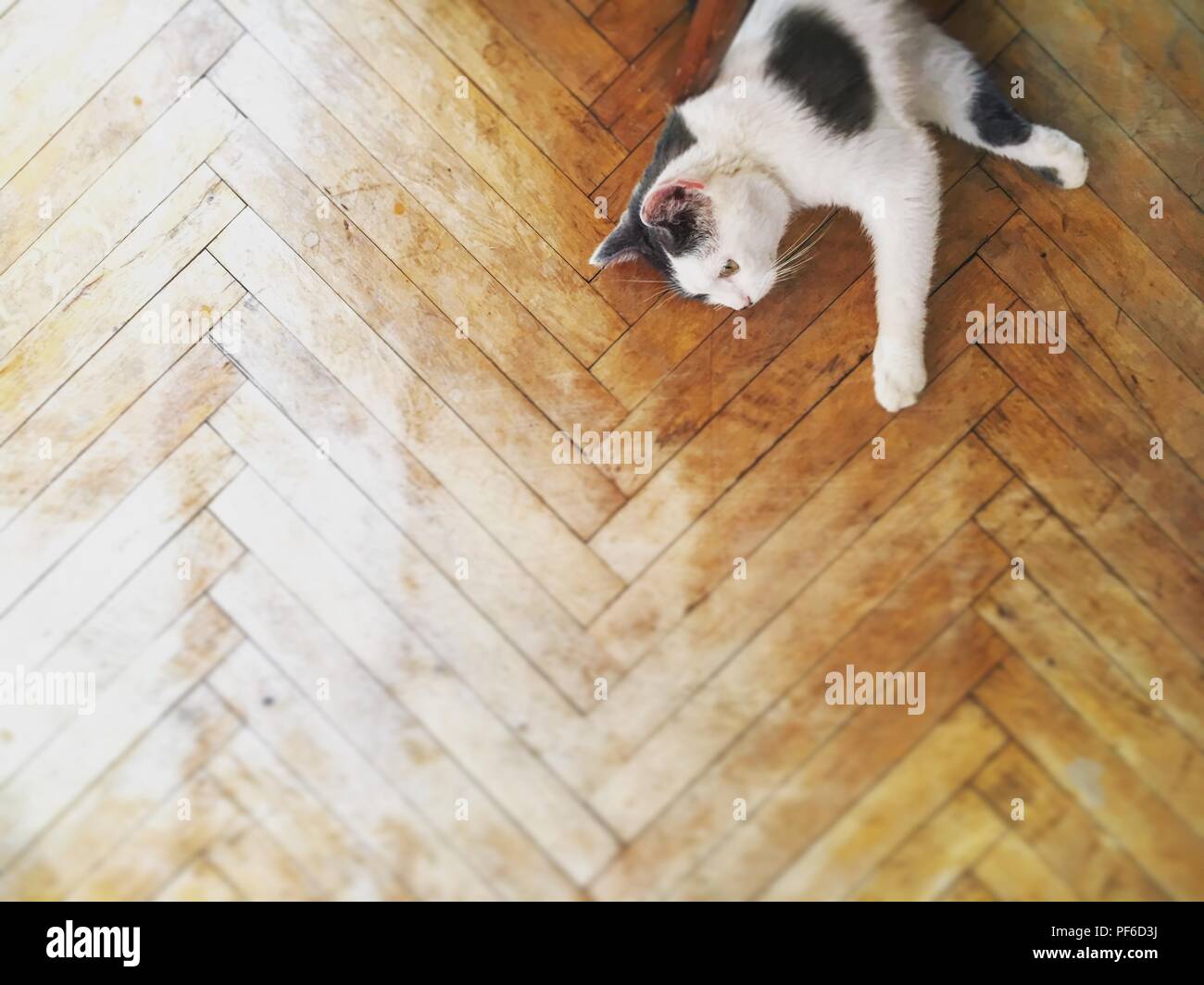 Cat feces hi-res stock photography and images - Alamy
