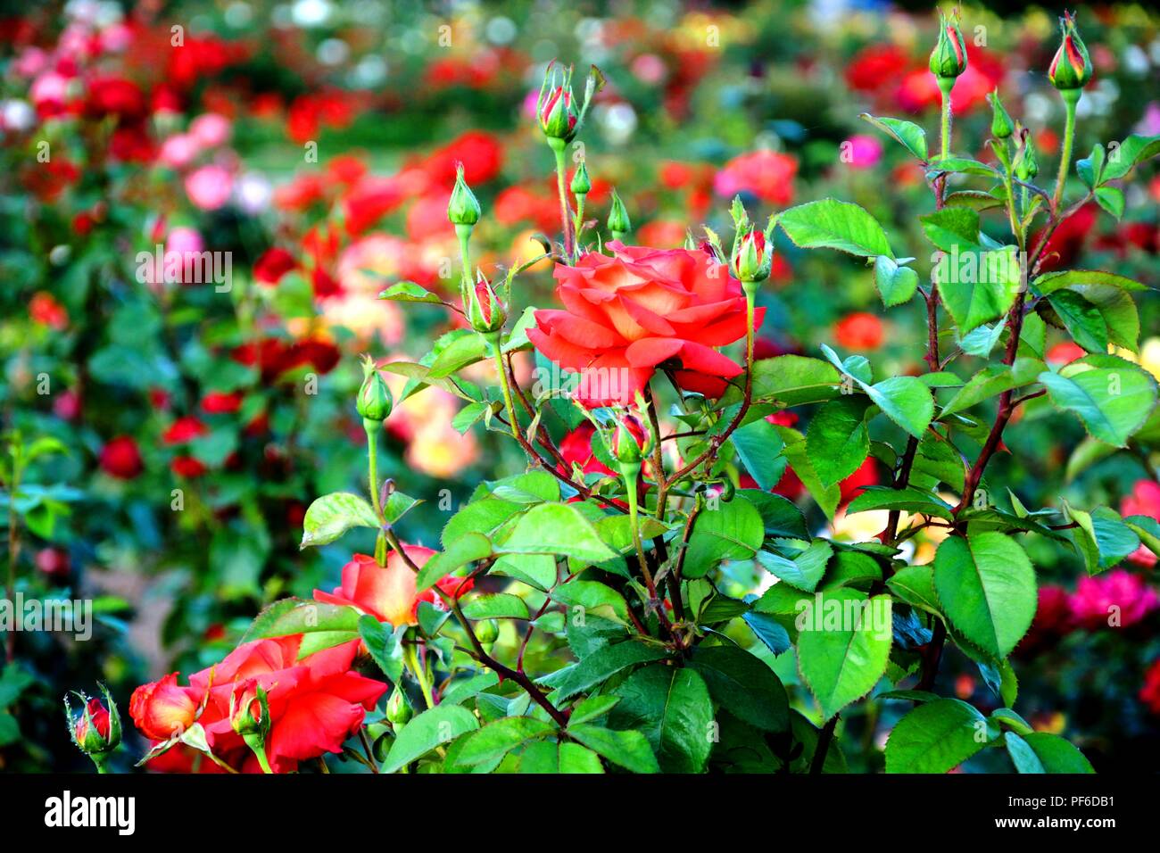 red rose, rose, roses, flower, flowers, plant, plants Stock Photo - Alamy
