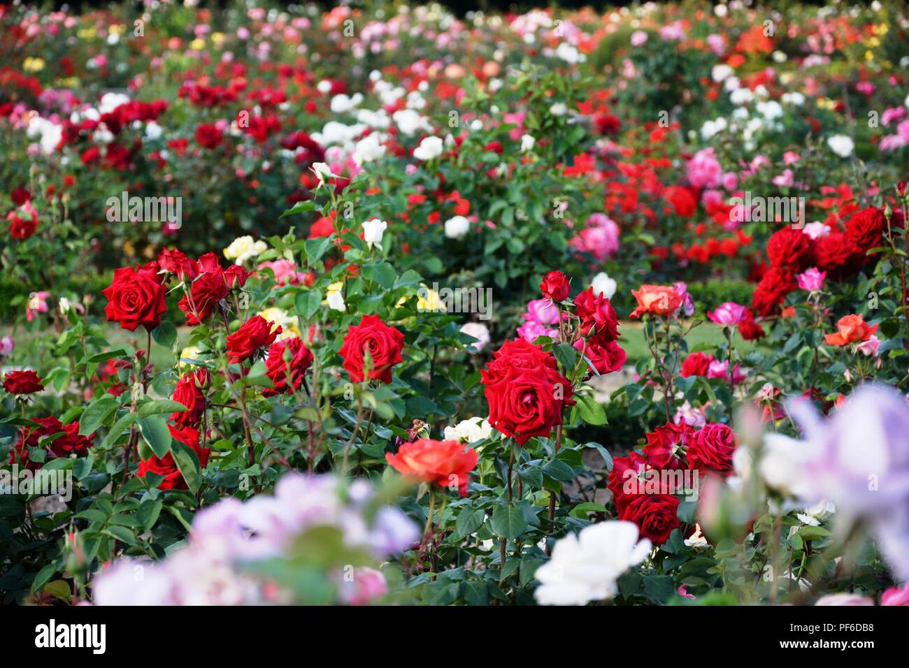 red roses, rose, roses, flower, flowers, plant, plants Stock Photo - Alamy