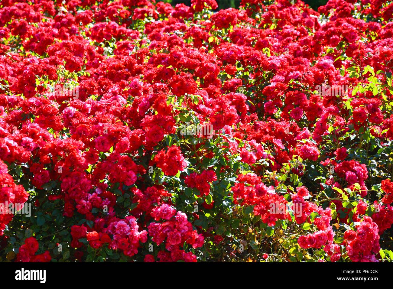 red roses, rose, roses, flower, flowers, plant, plants Stock Photo - Alamy