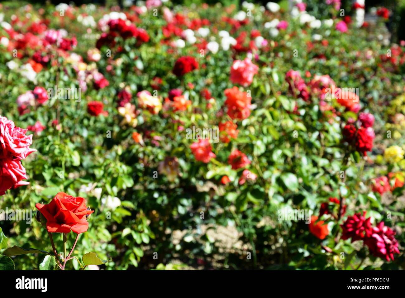 Rose roses flowers color colour hi-res stock photography and images - Alamy