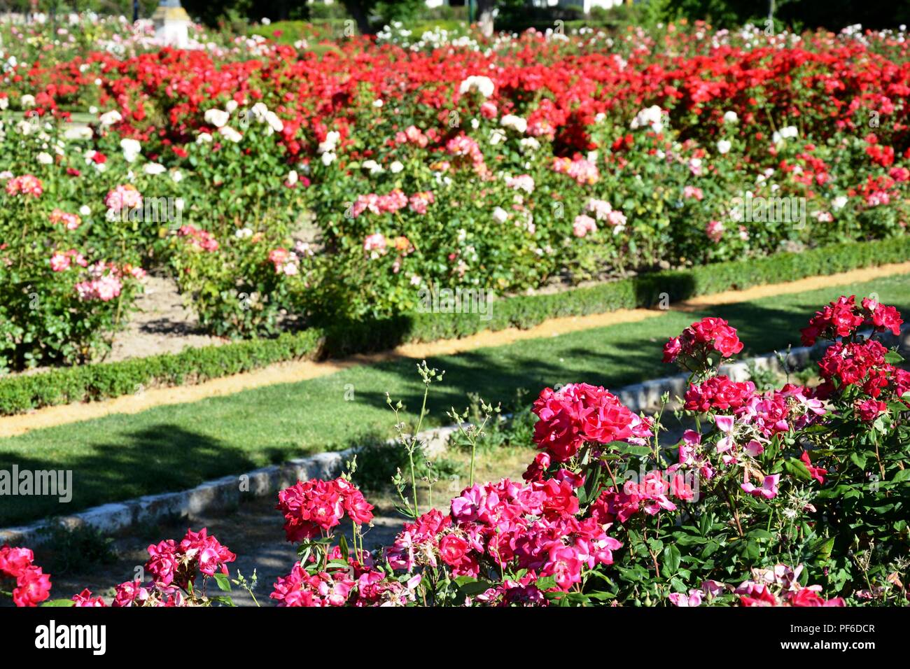 Rose roses flowers color colour hi-res stock photography and images - Alamy