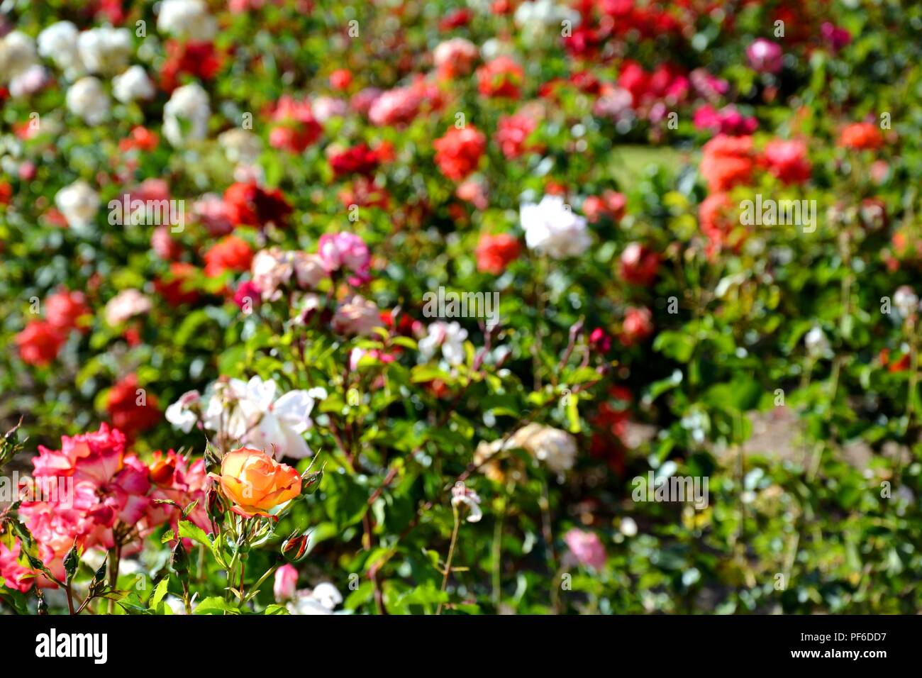 Flower flowers plants rose roses hi-res stock photography and images ...