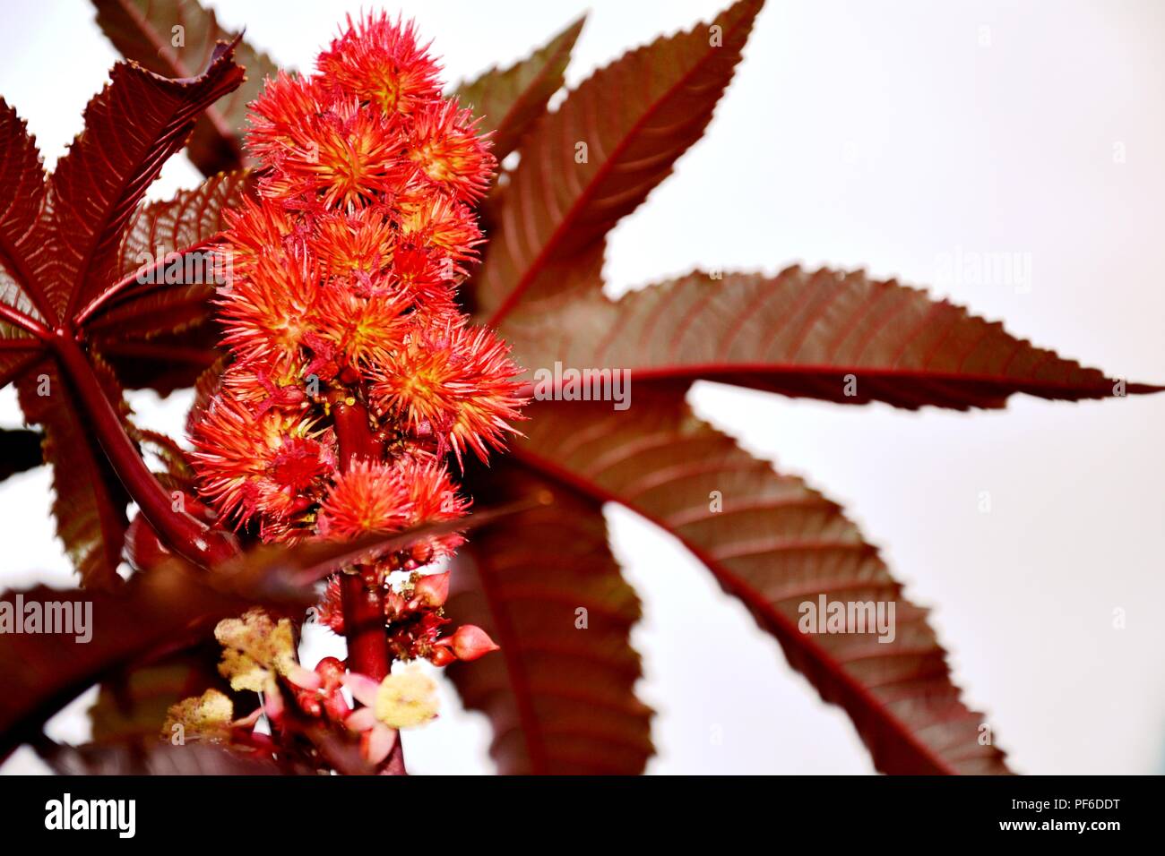 red fruit, red, flower, flowers, plant, plants Stock Photo - Alamy
