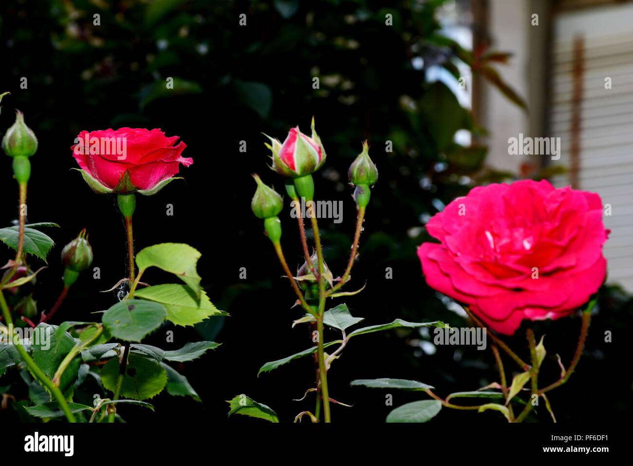 rose, roses, red rose, red roses, flower, flowers, plant, plants Stock ...