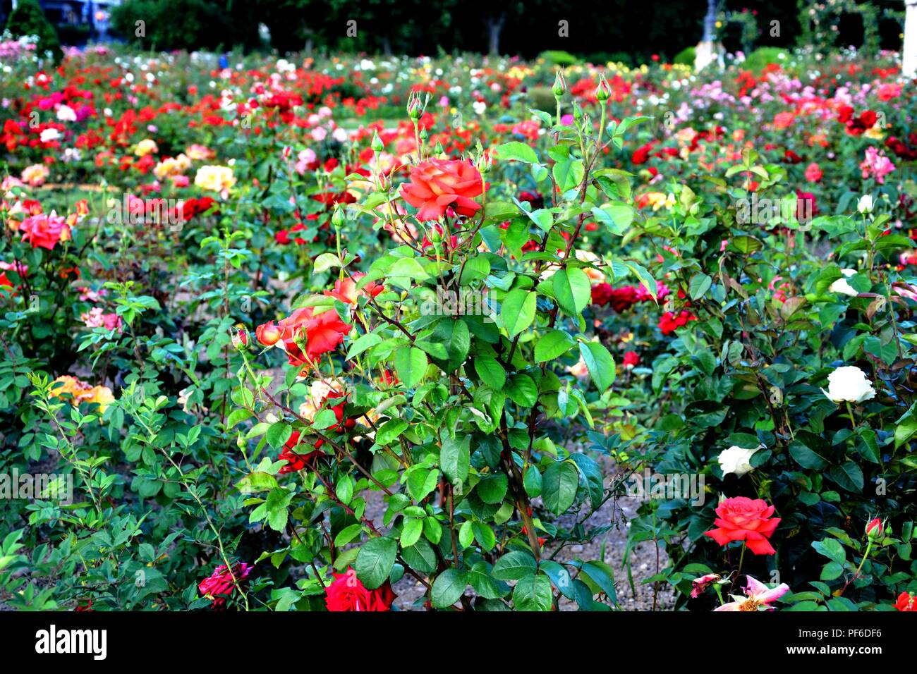 rose, roses, red rose, red roses, flower, flowers, plant, plants Stock ...