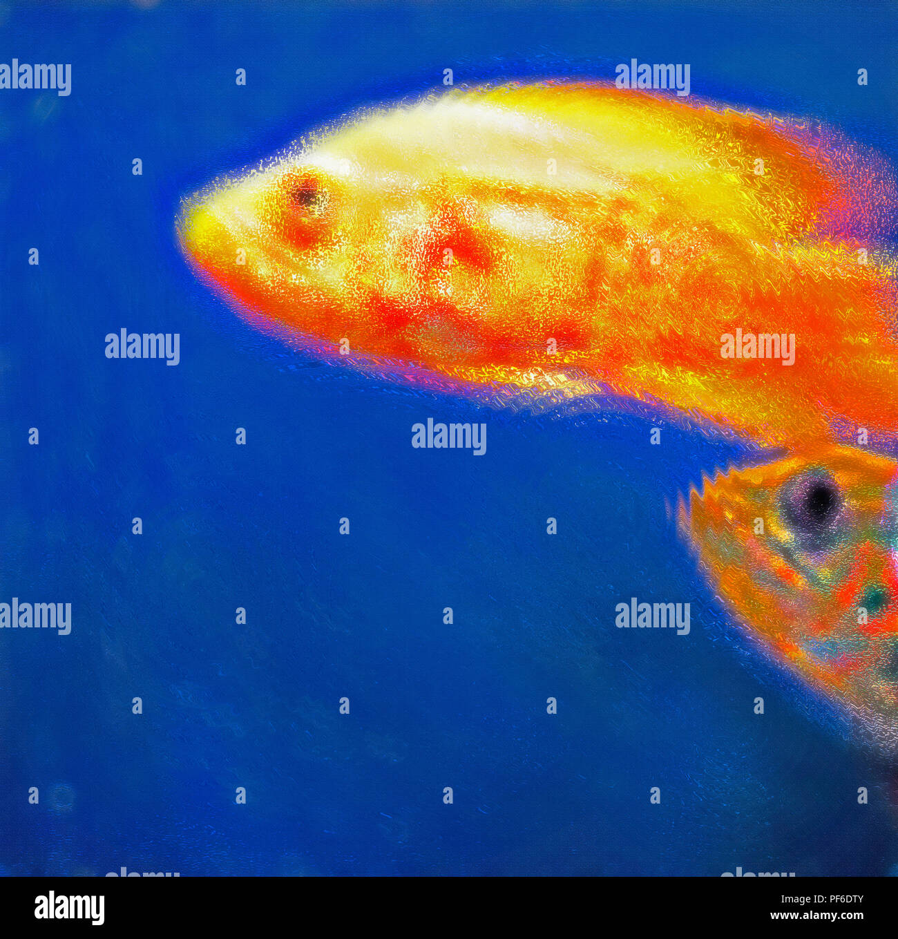 Original photograph, taken in the fish aquarium section of a local pet ...