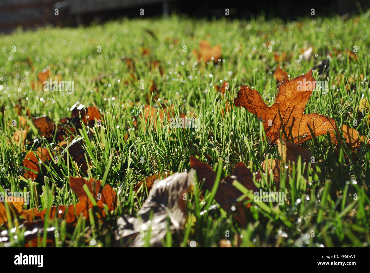 Colorful autumn leaves decorate the dewy grass of the enchanting ...
