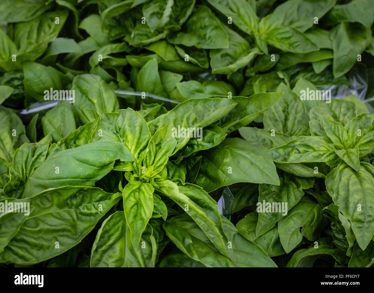 Scratch and sniff garden hi-res stock photography and images - Alamy