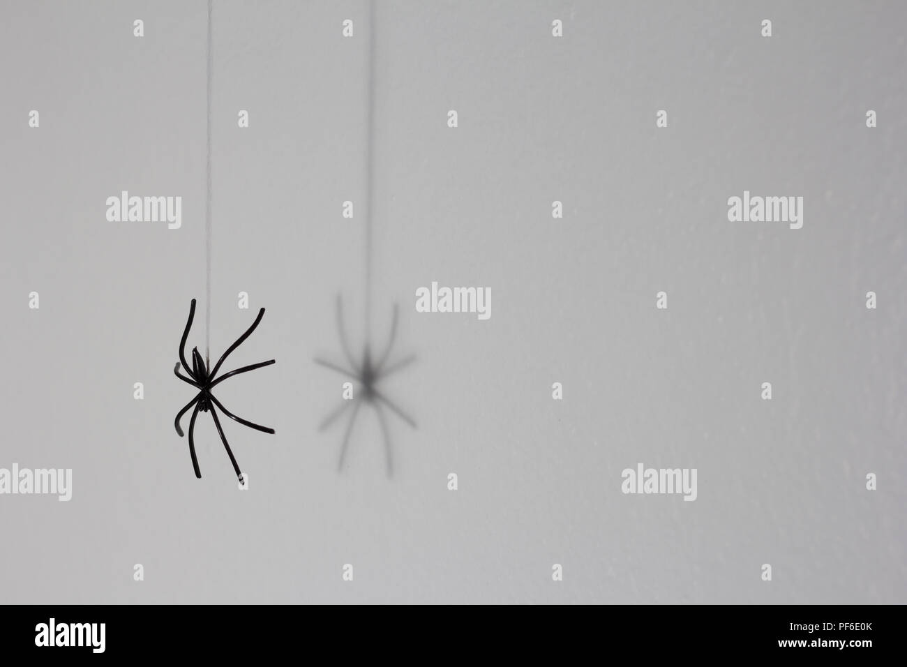 Halloween background decoration holiday concept. Black spider shadow ...