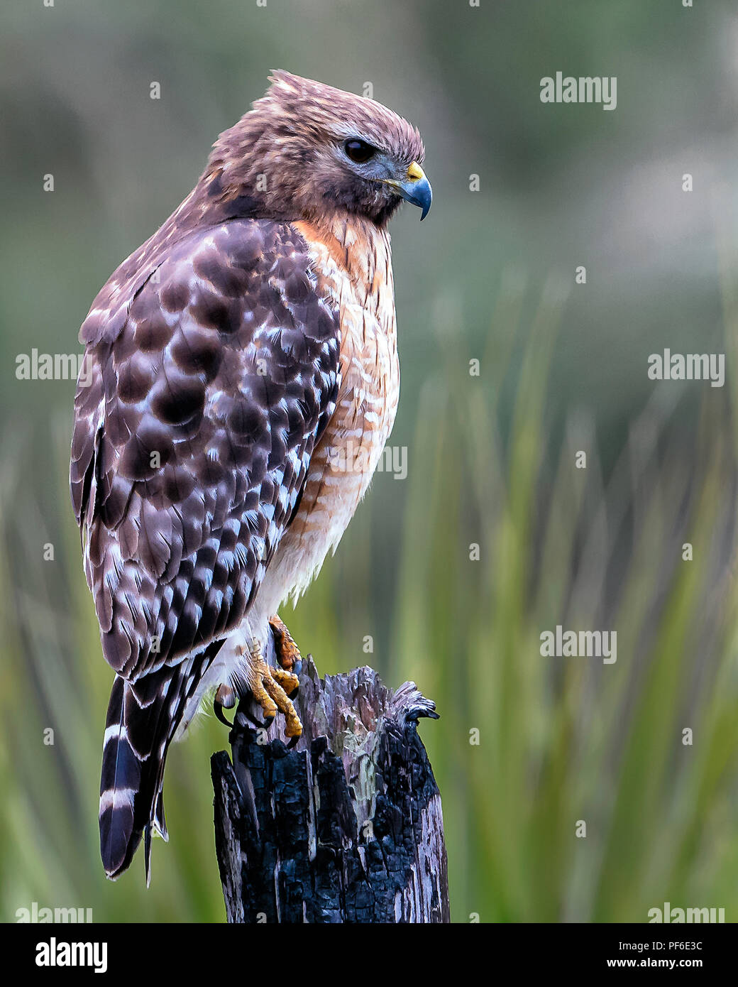 Black shouldered hawk hi-res stock photography and images - Alamy