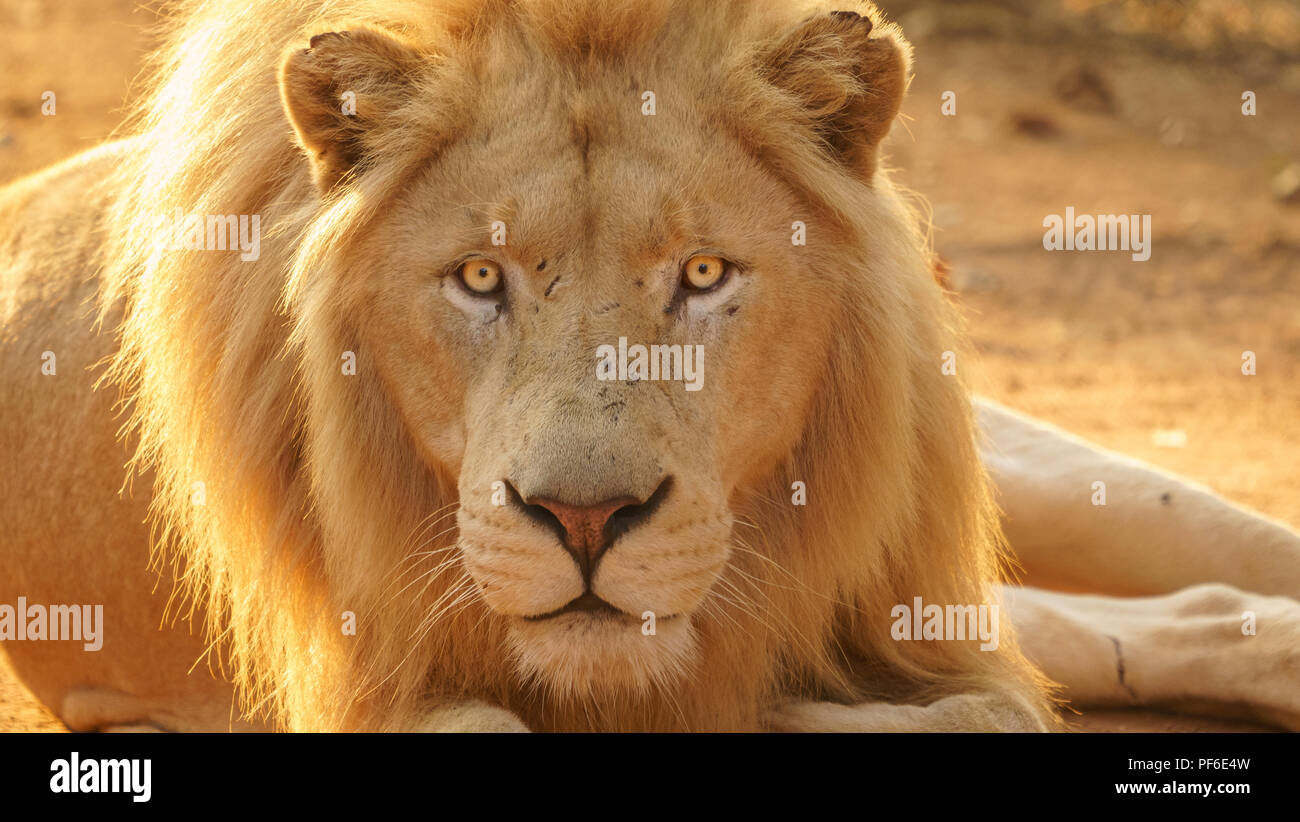 close up of intense male lion with nice light and bright eyes Stock ...