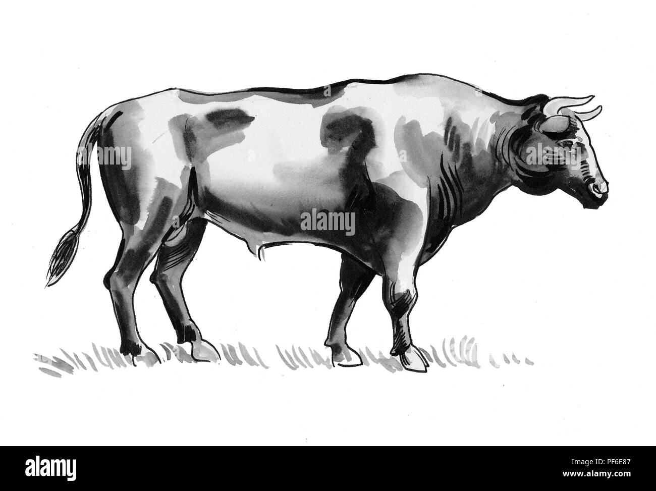 Black bull ink and watercolor illustration Stock Photo - Alamy