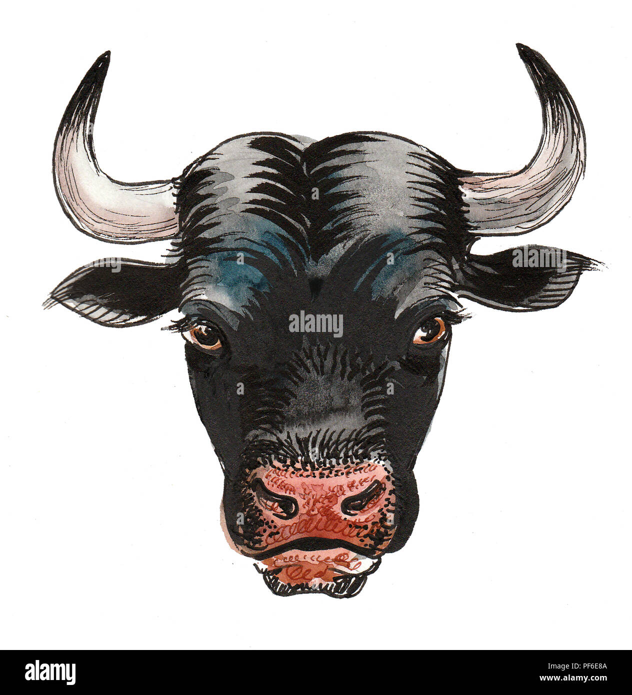Big black bull ink hi-res stock photography and images - Alamy