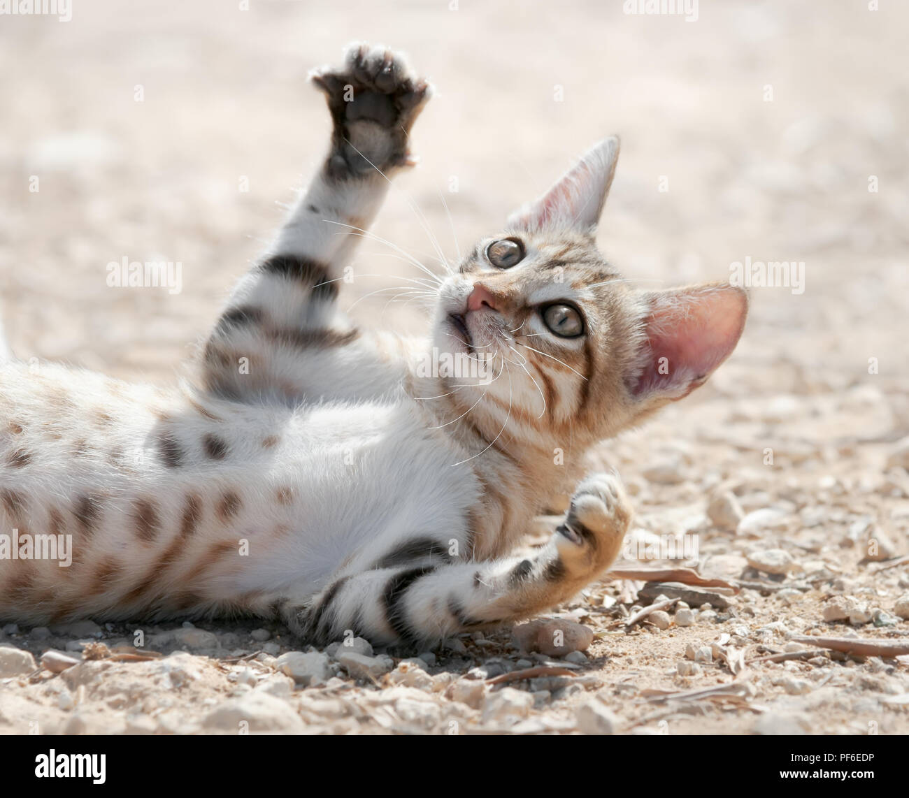 Tabby cat laying on its back outside hi-res stock photography and ...