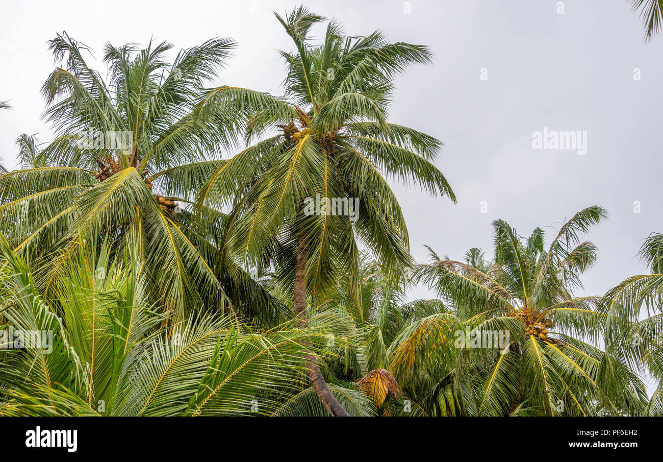 Palm trees in the Maldive islands Stock Photo - Alamy