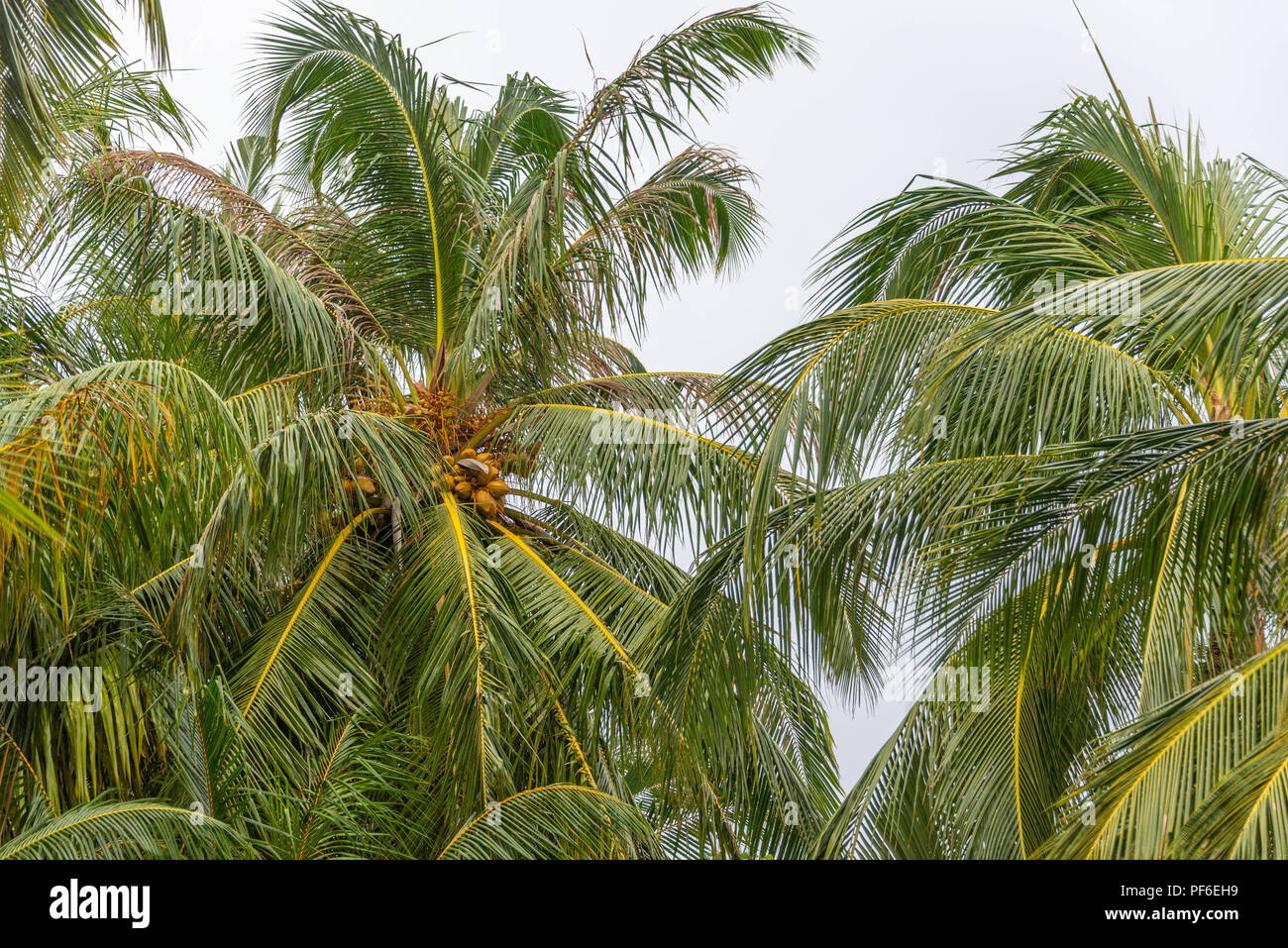 Palm trees in the Maldive islands Stock Photo - Alamy