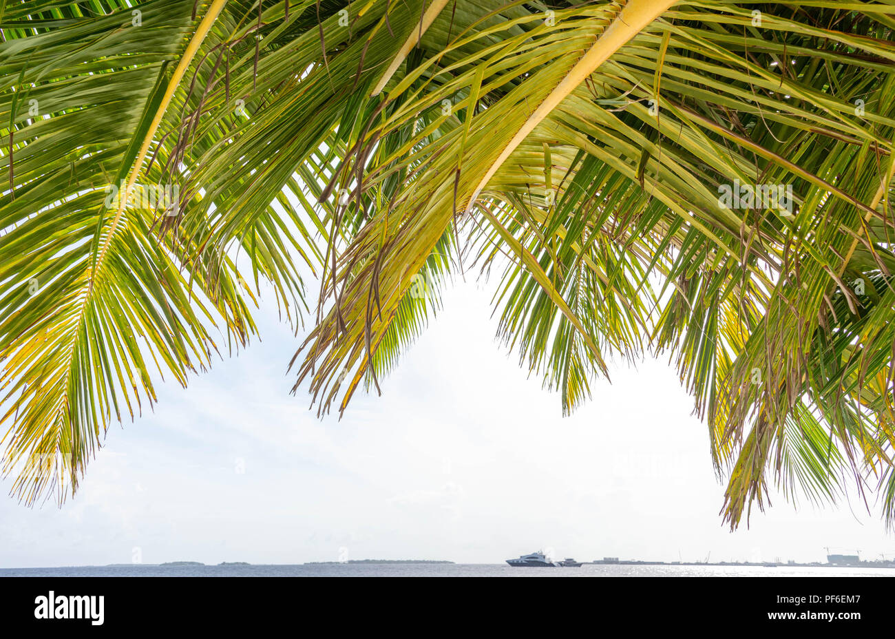 Palm trees in the Maldive islands Stock Photo - Alamy