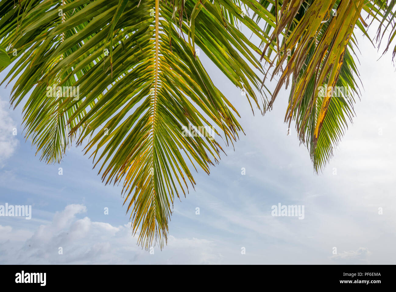 Palm trees in the Maldive islands Stock Photo - Alamy