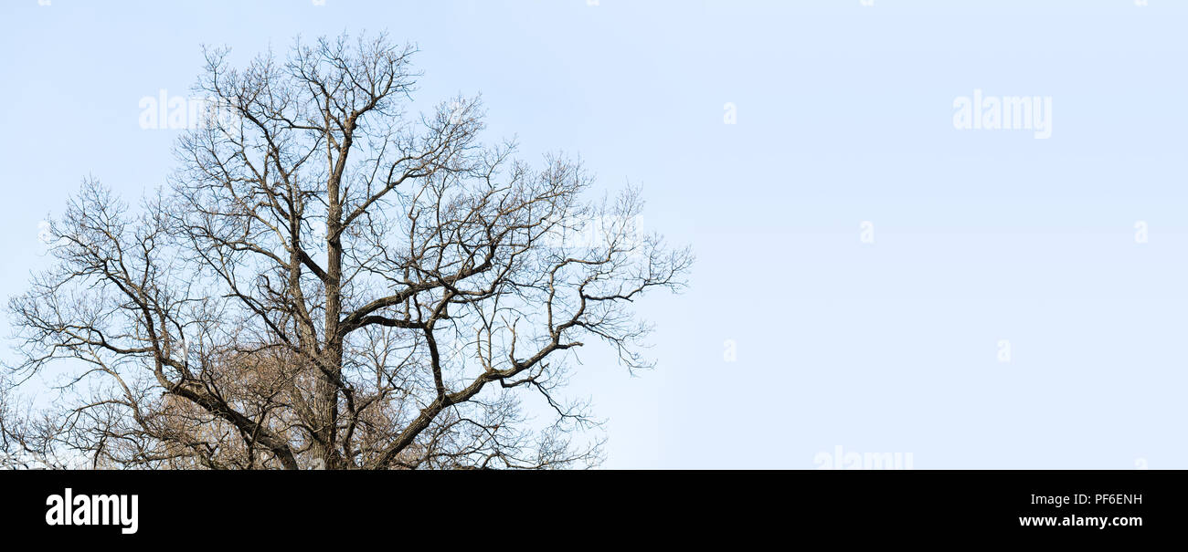 Old oak tree without leaves hi-res stock photography and images - Alamy