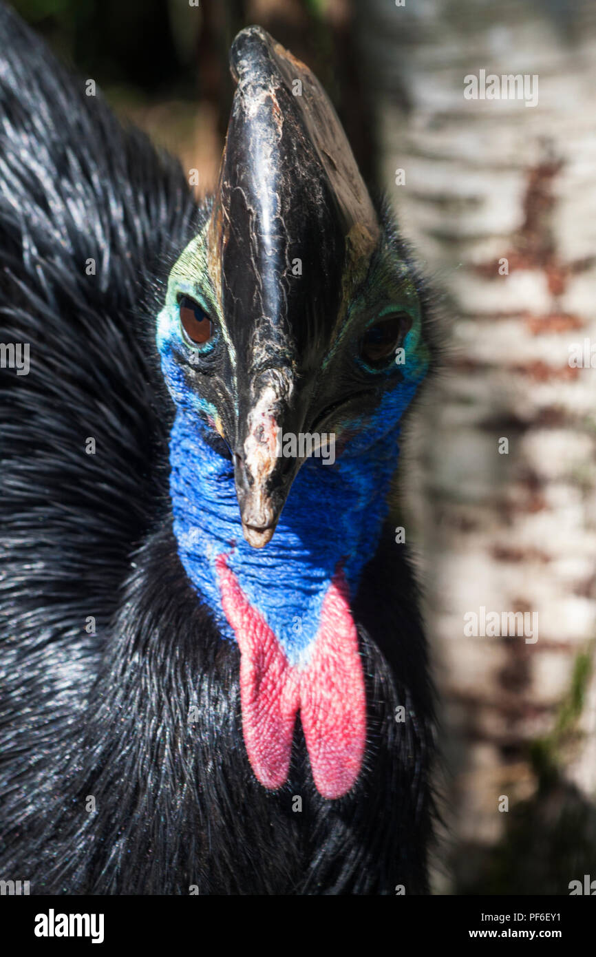 Helmet cassowary hi-res stock photography and images - Alamy