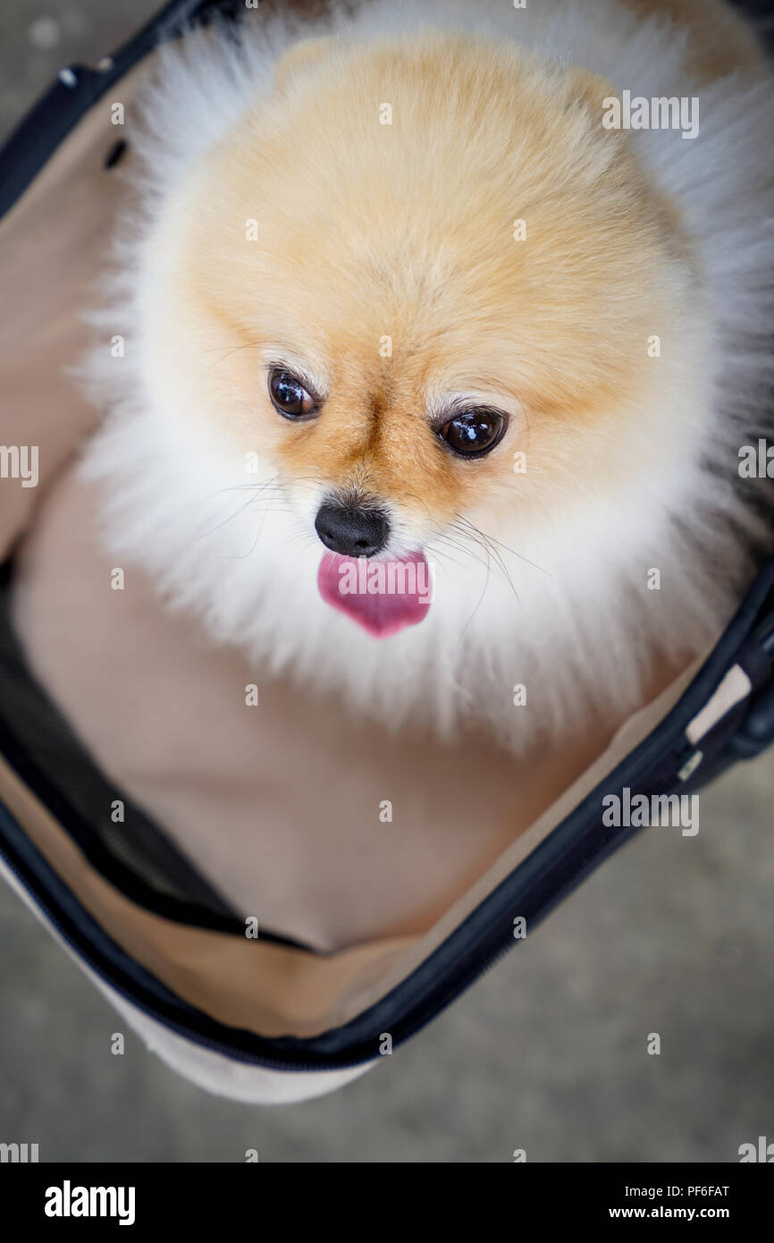dog seating in a cart Stock Photo - Alamy