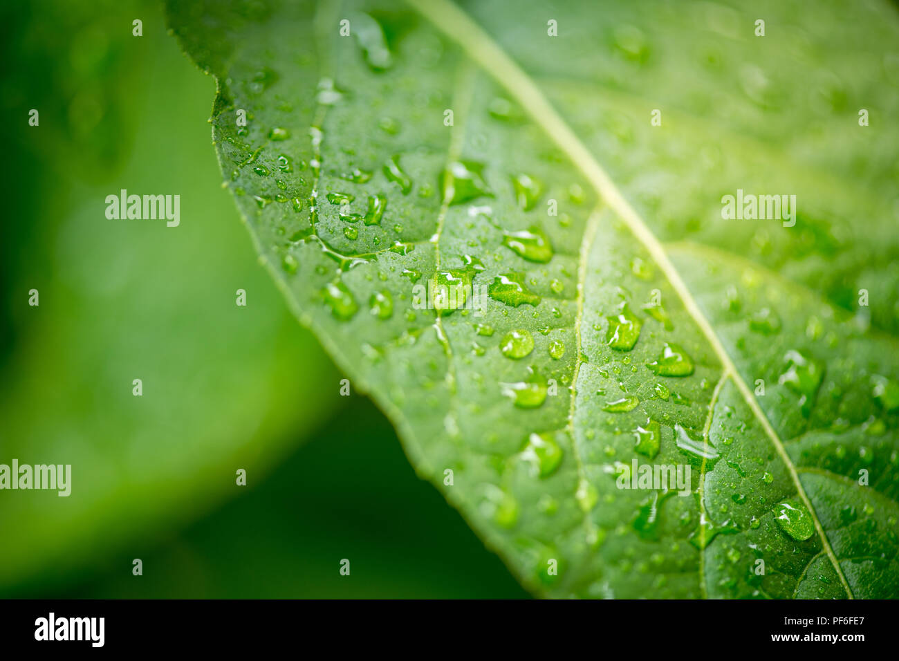 Nan chao hi-res stock photography and images - Alamy